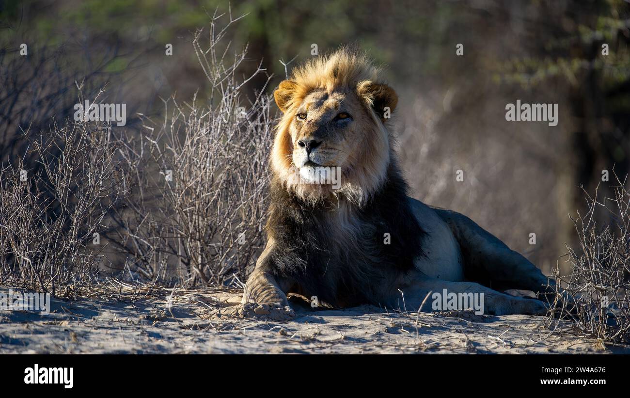 Lion (Panthera leo) Kgalagadi Transfrontier Park, South Africa Stock ...
