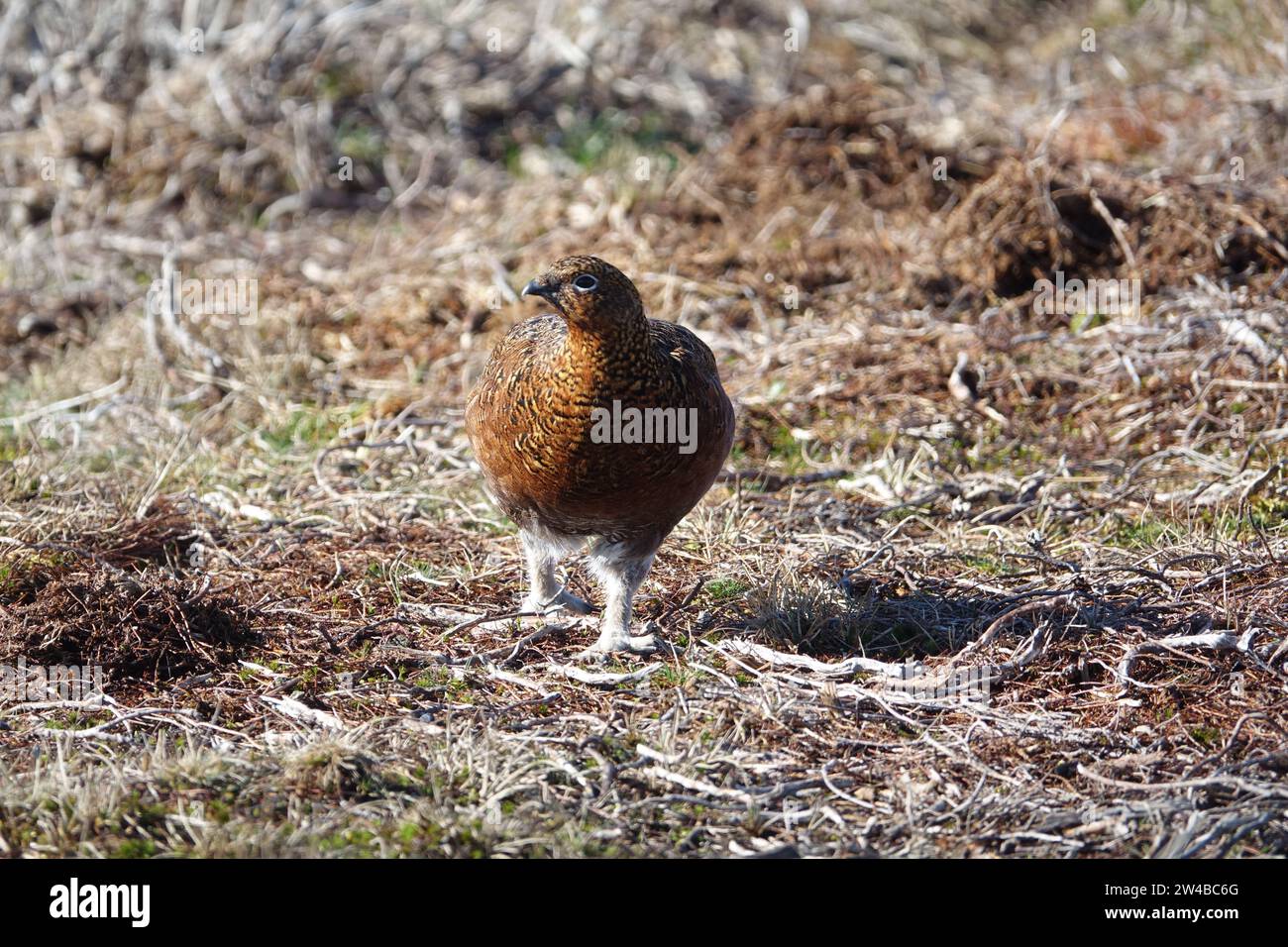 female red grouse (Lagopus scotica Stock Photo - Alamy