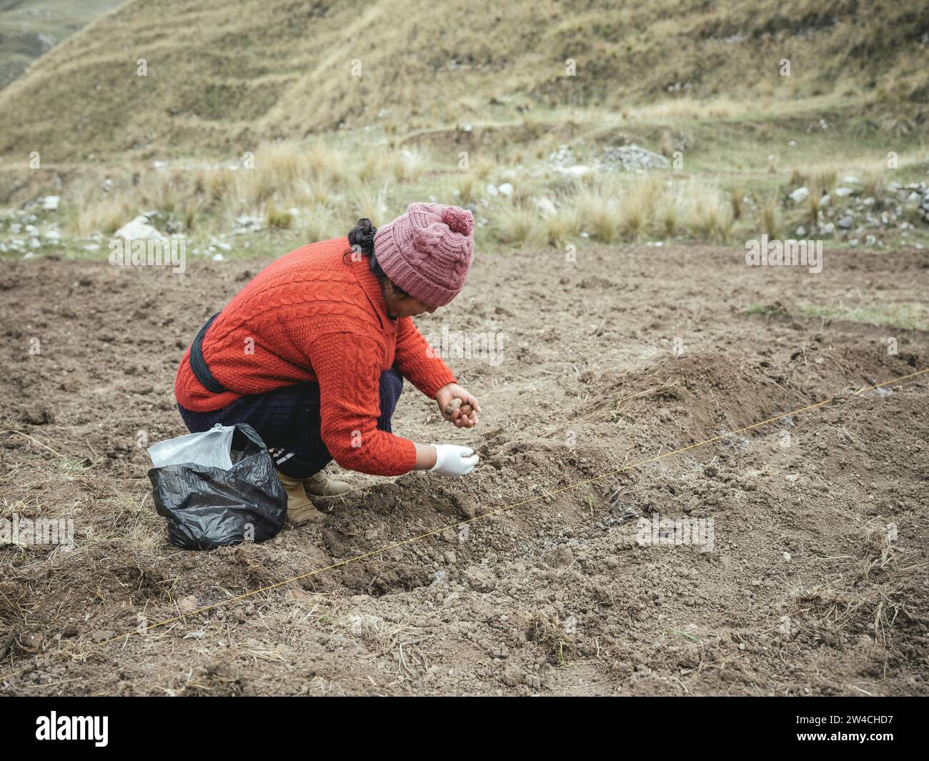 Farmer planting potatoes in a field, Andean highlands, La Oroya, Peru ...