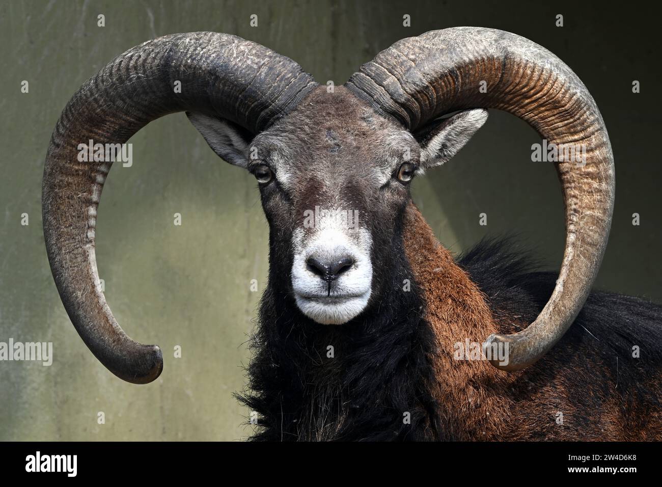 Head of European wild mouflon ram with curved horns Stock Photo - Alamy