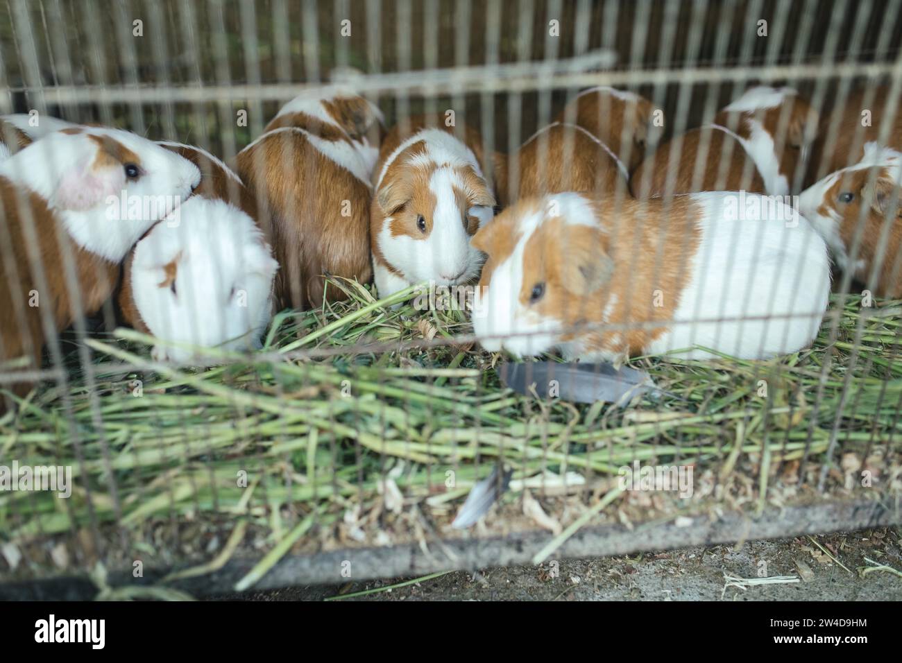 Cuys, giant guinea pigs (Cavia porcellus), in a cage at the market of ...