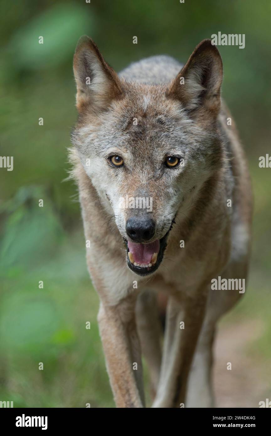 Gray wolf (Canis lupus) running through its territory, captive, Germany ...