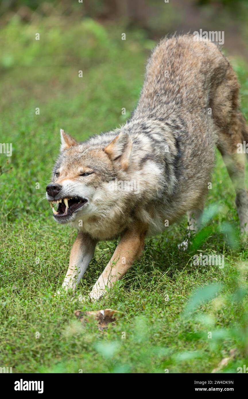 Gray wolf (Canis lupus) stretching, teeth visible, captive, Germany ...