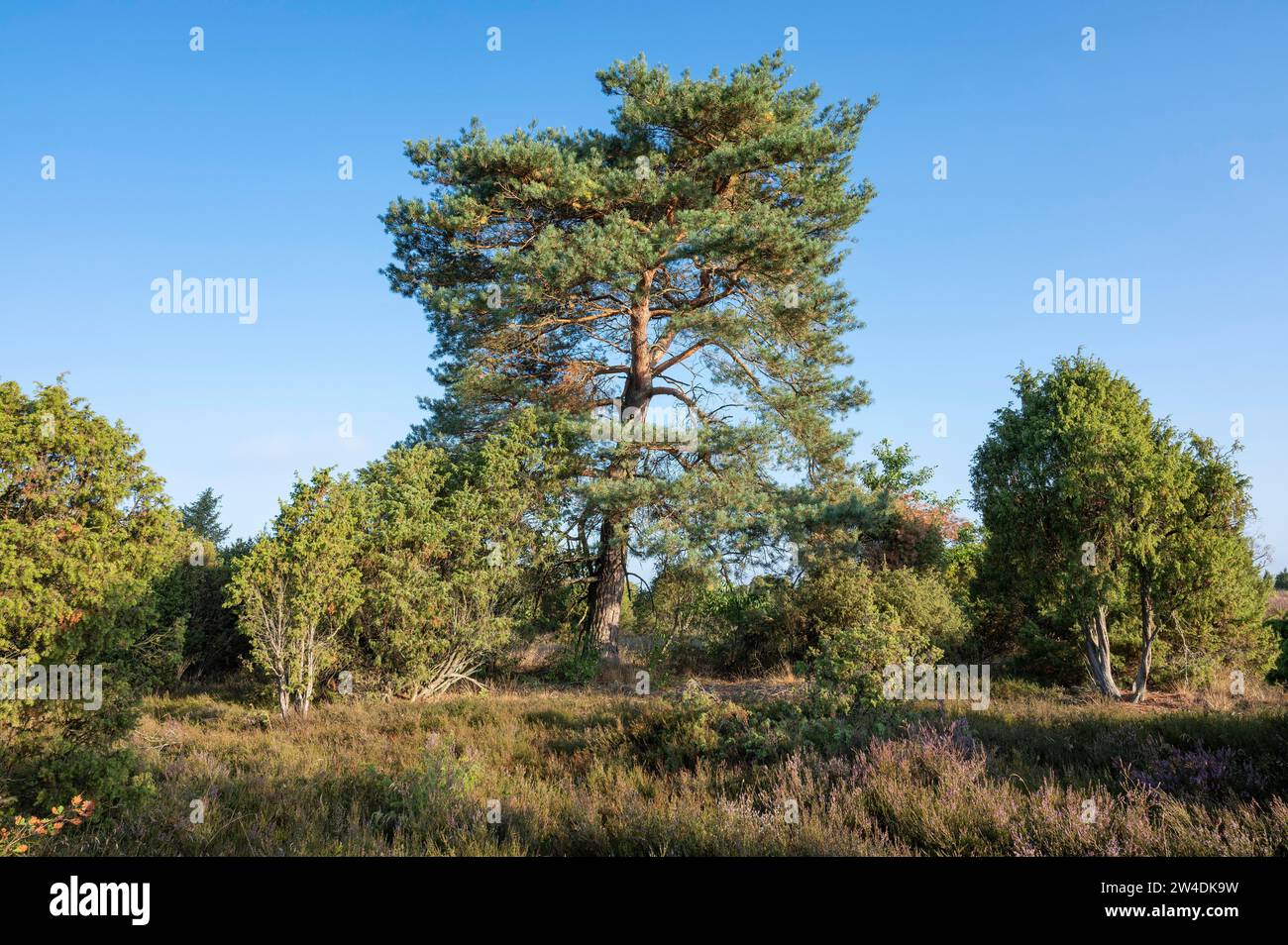 Scots pine (Pinus sylvestris) and common juniper (Juniperus communis ...