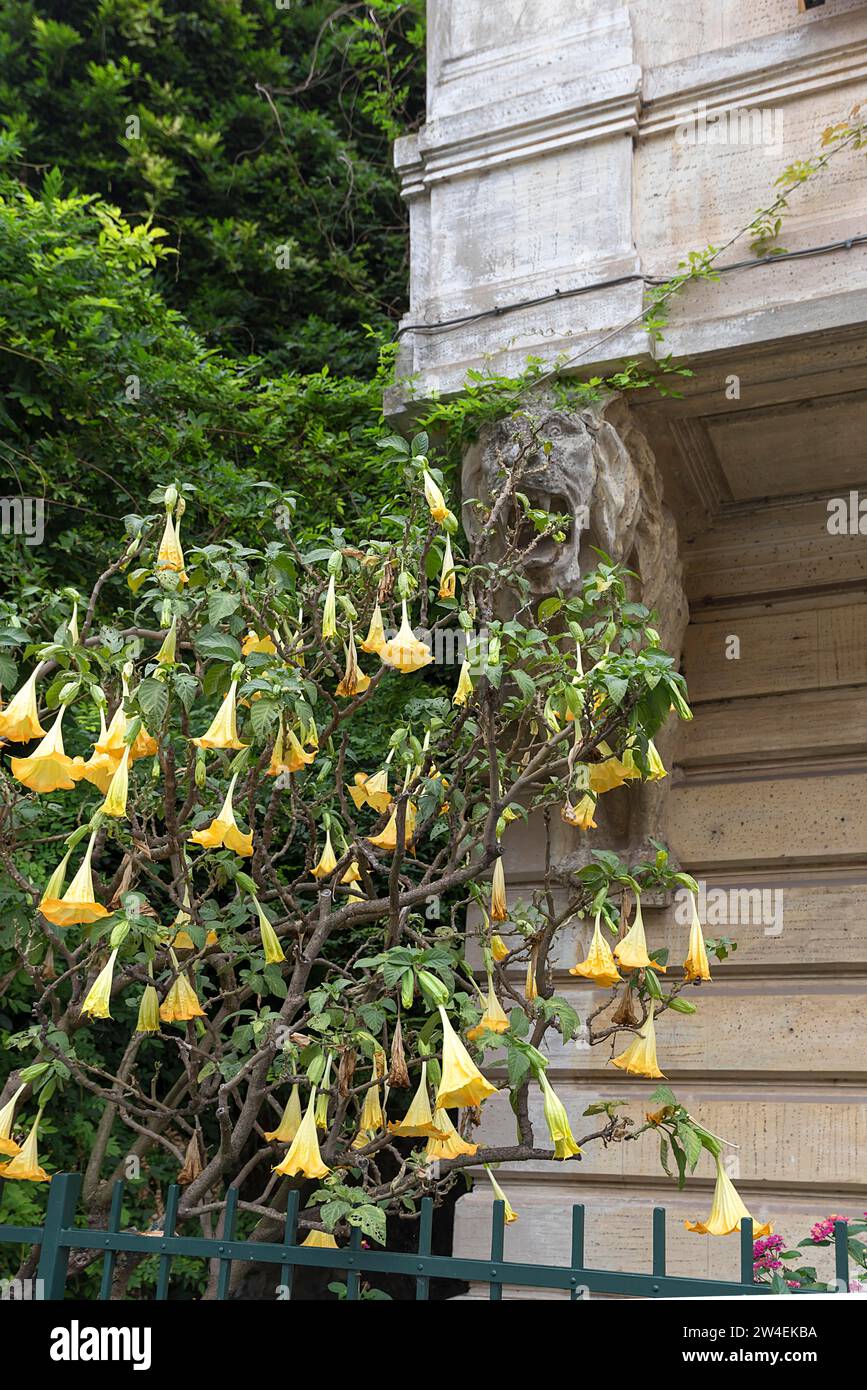 Flowering angel trumpet tree (Brugmansia arborea) on the right a tiger ...