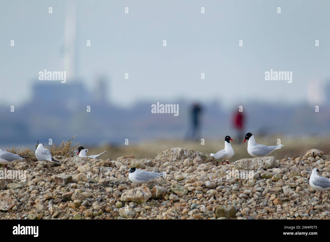 Mediterranean gull (Ichthyaetus melanocephalus) adult birds on a rock ...