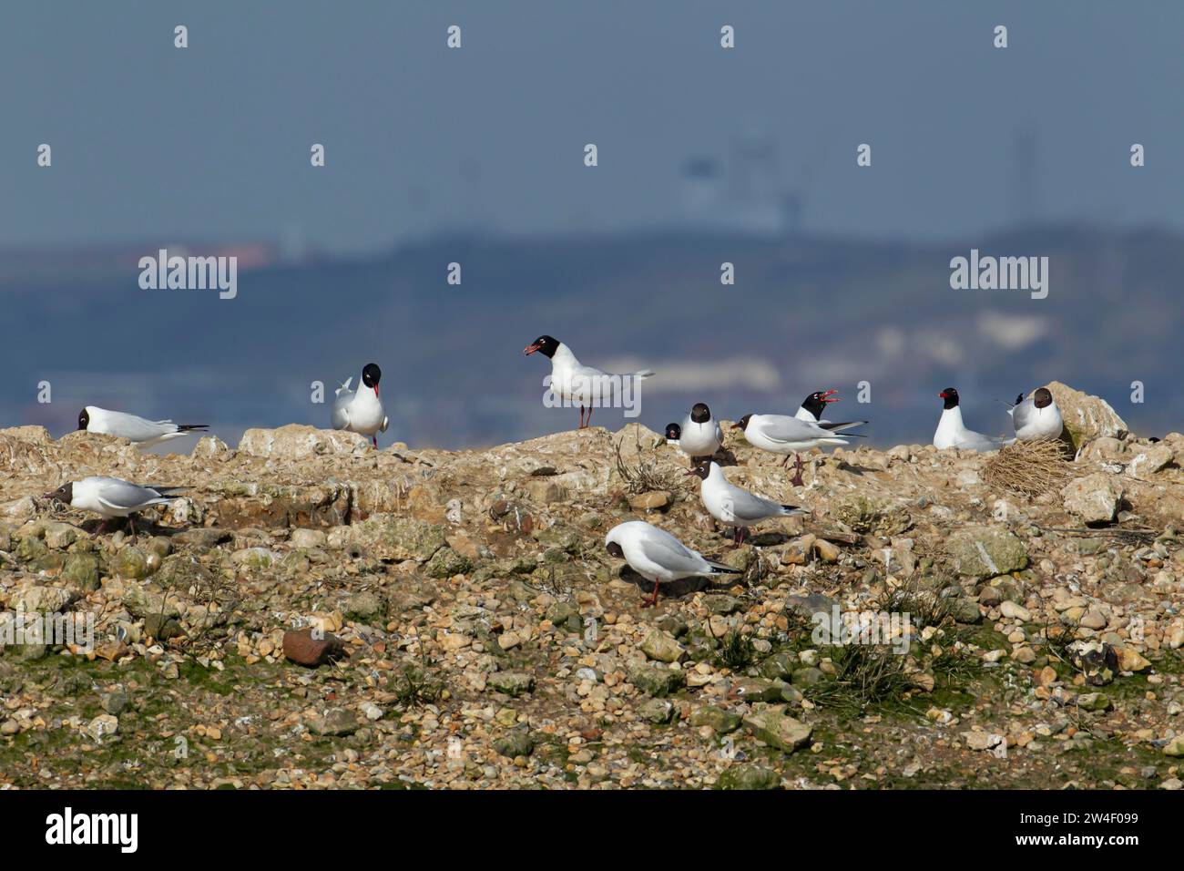 Mediterranean gull (Ichthyaetus melanocephalus) adult birds on a rock ...