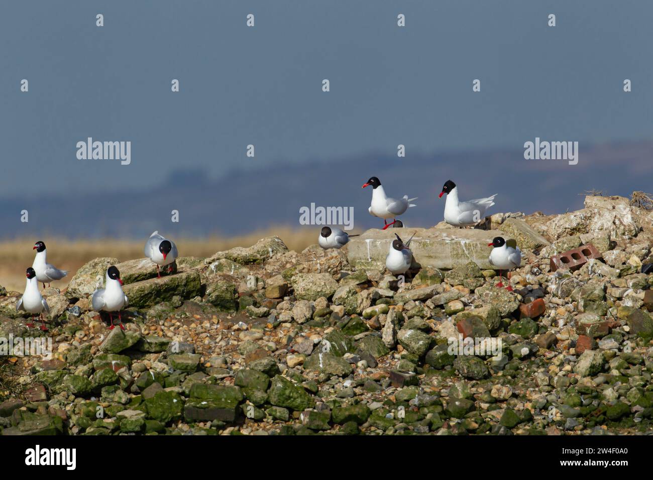 Mediterranean gull (Ichthyaetus melanocephalus) adult birds on a rock ...