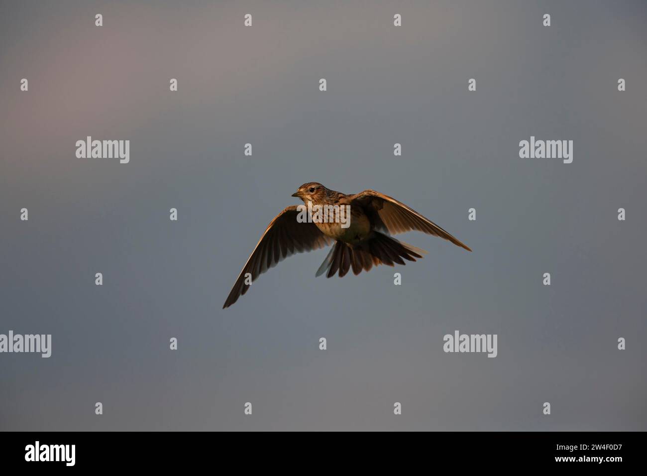 Skylark bird in flight hi-res stock photography and images - Alamy