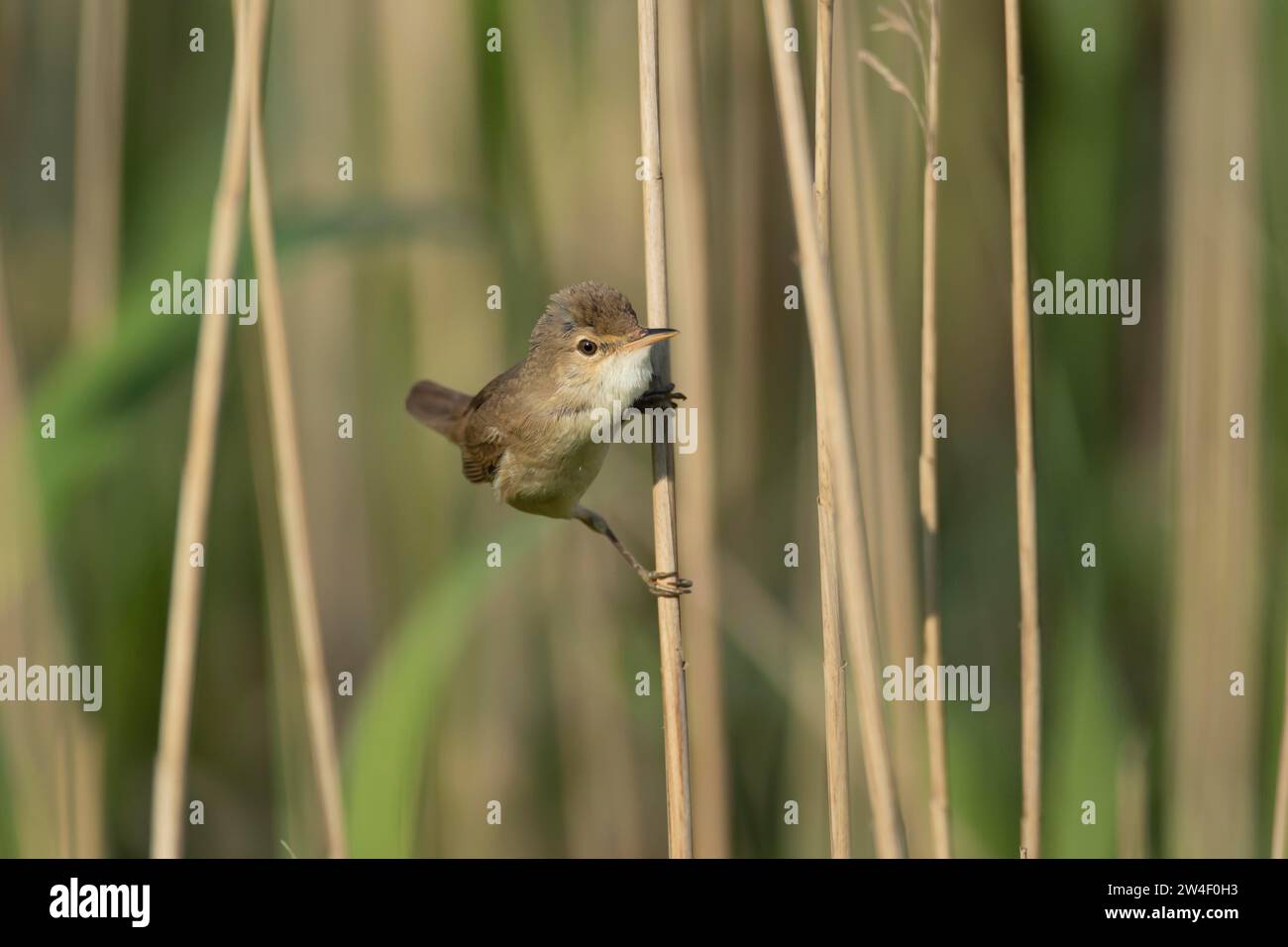 Eurasian reed warbler (Acrocephalus scirpaceus) adult bird on the edge ...