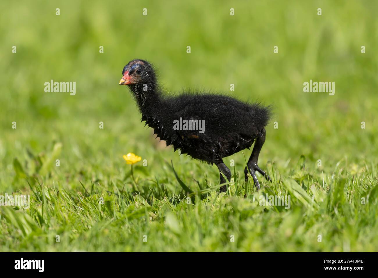 Moorhen (Gallinula chloropus) juvenile baby bird walking on grass ...