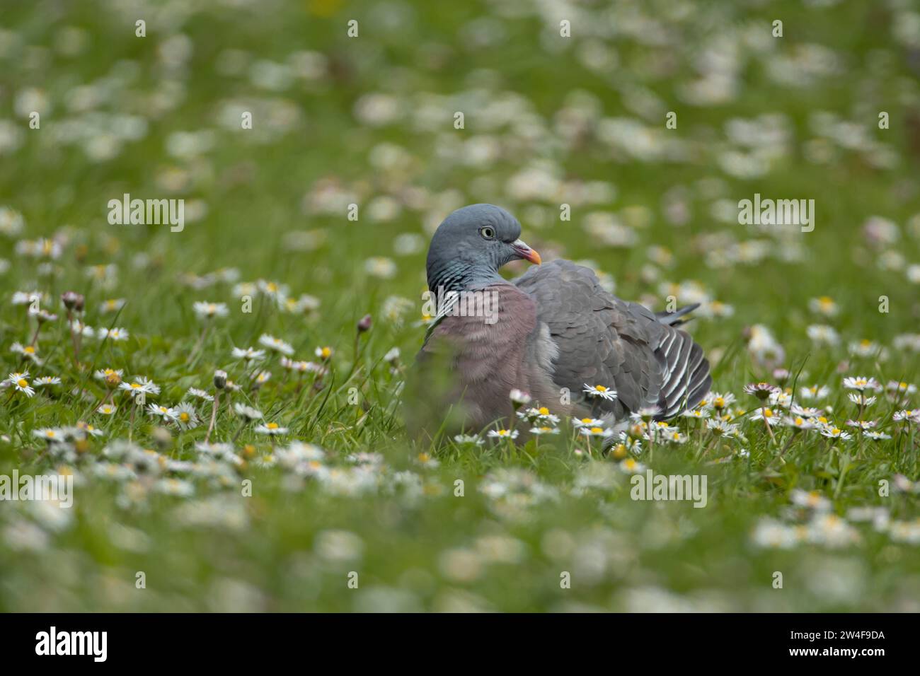 Wood pigeon (Columba palumbus) adult bird on a grass lawn filled with ...