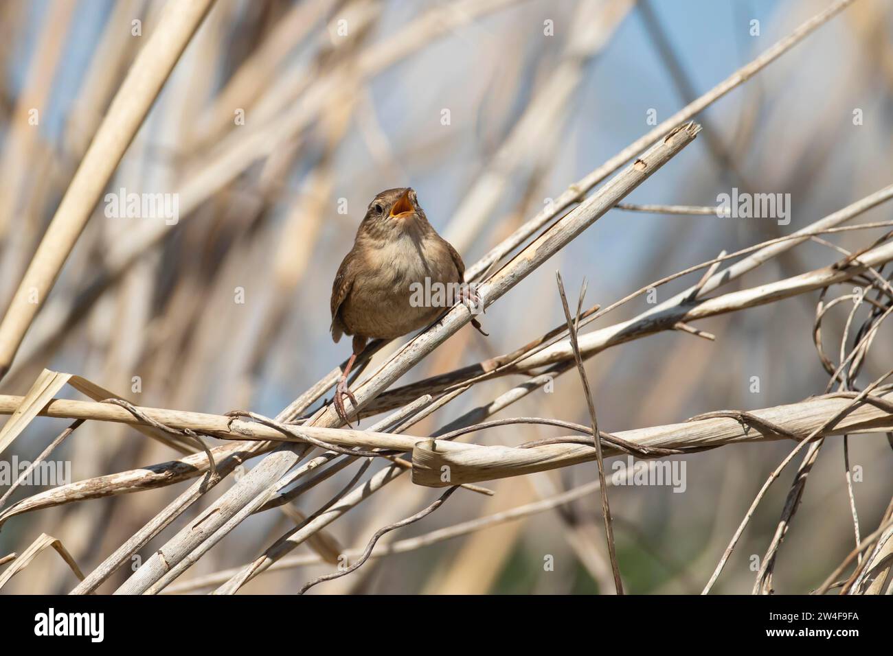 Eurasian wren (Troglodytes troglodytes) adult bird singing in a ...