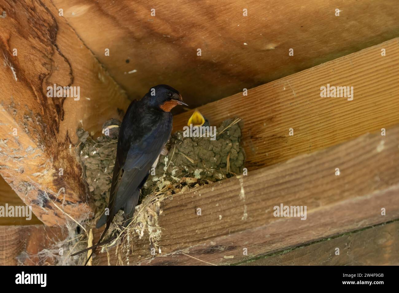 Adult social care england hi-res stock photography and images - Alamy