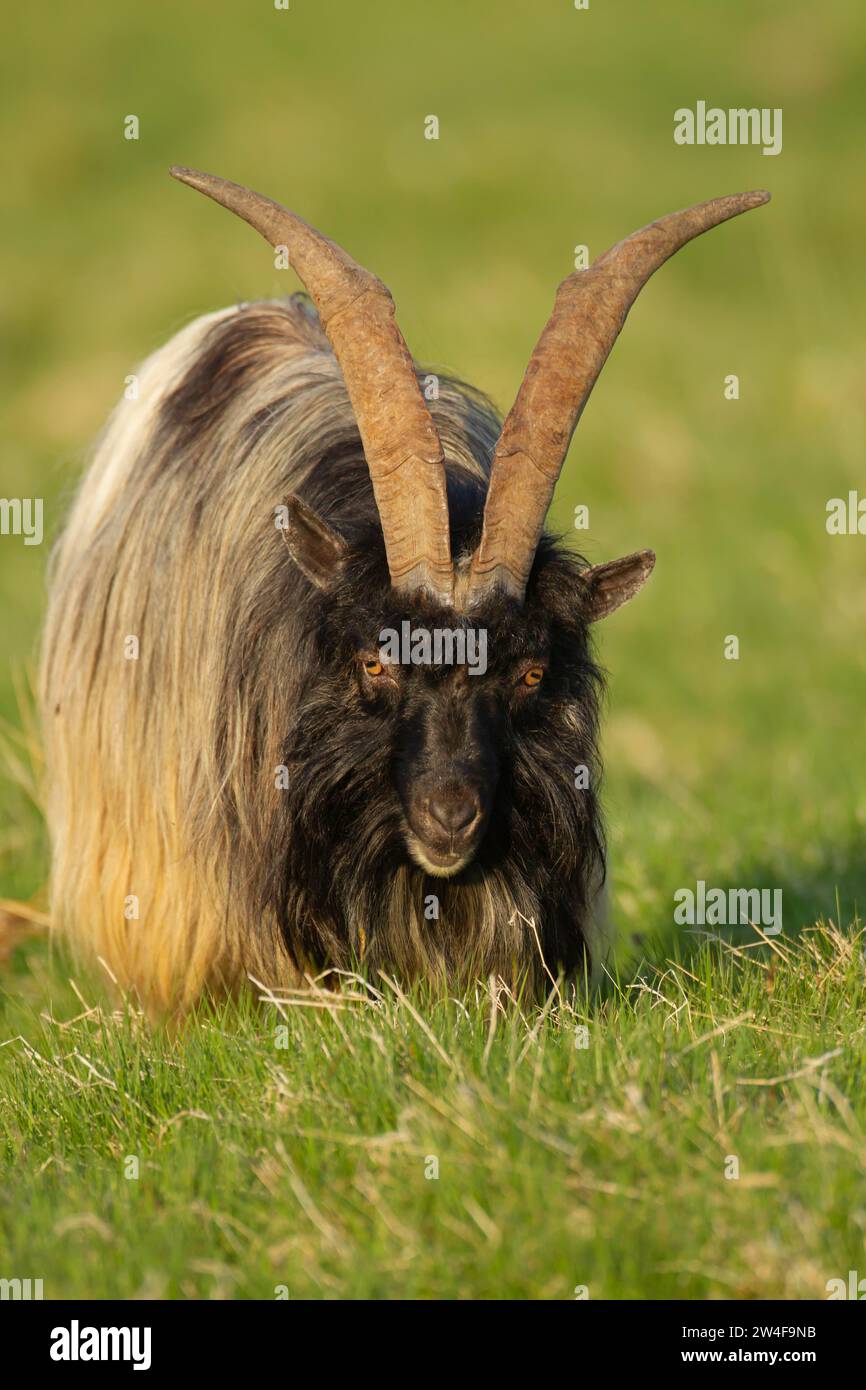British feral goat hi-res stock photography and images - Alamy