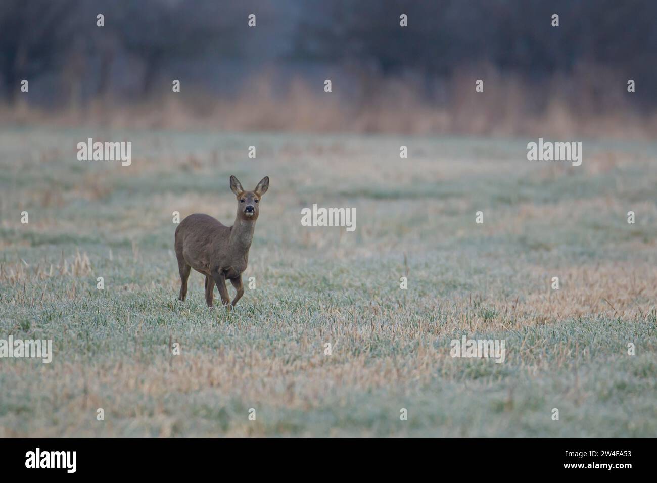 Roe deer (Capreolus capreolus) adult female doe in a winter frost ...
