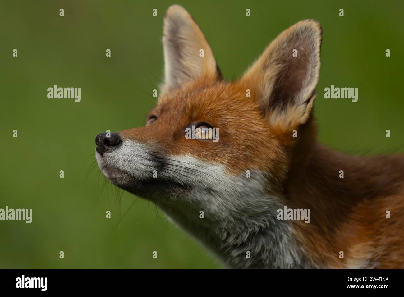 Red fox (Vulpes vulpes) adult animal looking skywards, Essex, England ...