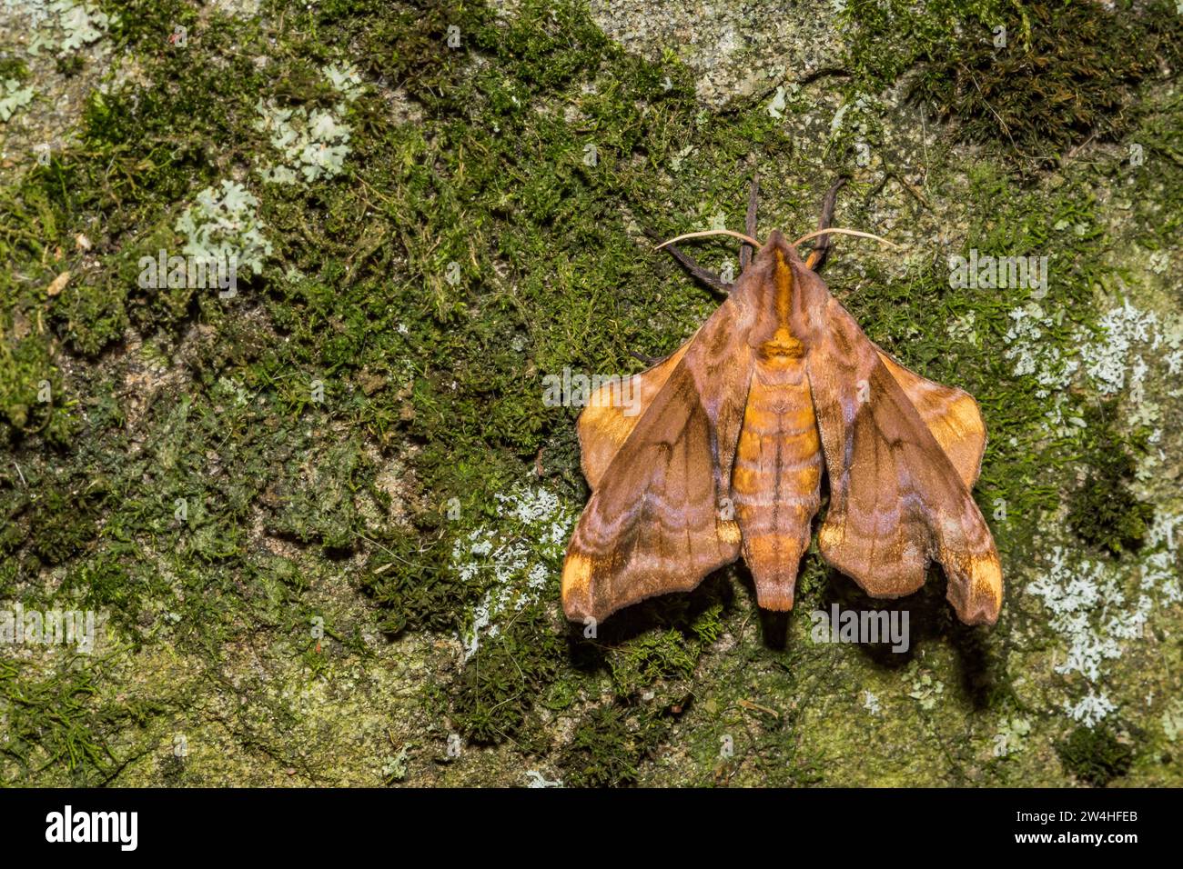 Small-eyed Sphinx Moth - Paonias myops Stock Photo - Alamy