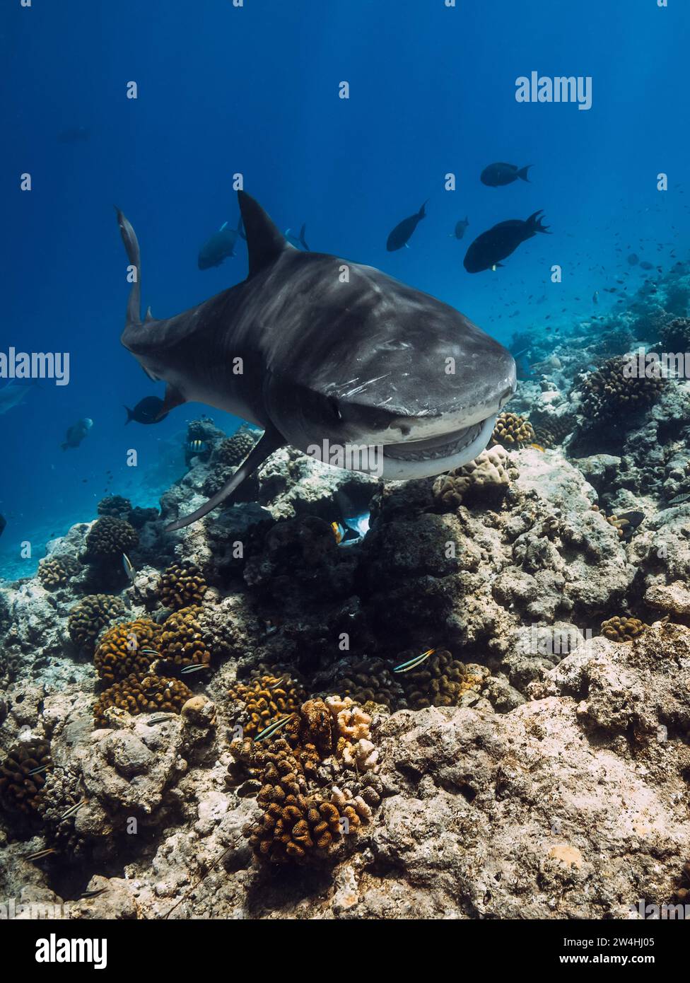Tiger shark on deep in blue ocean. Shark with sharp teeth. Diving with ...