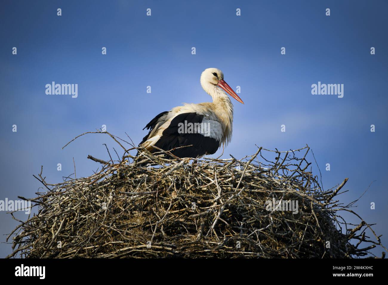 Storch storch storch storchennest hi-res stock photography and images ...