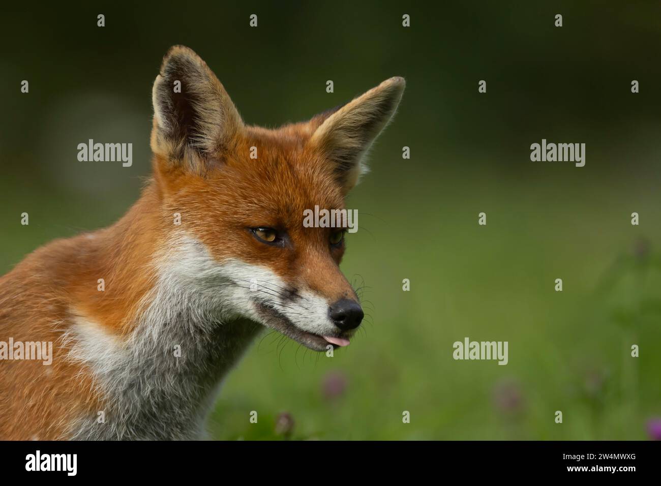 Red fox (Vulpes vulpes) adult animal sticking its tongue out, Essex ...