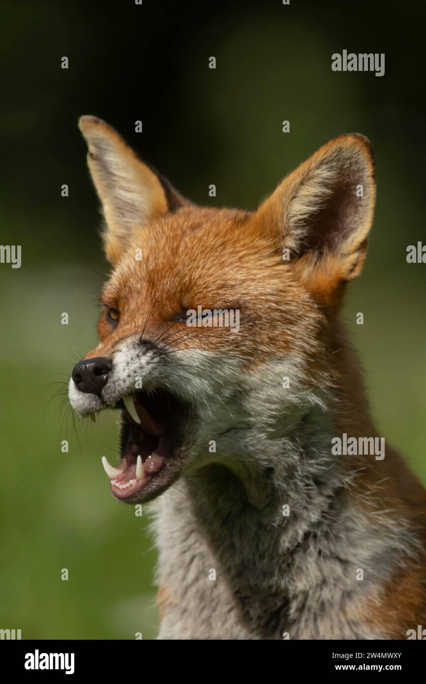 Red fox (Vulpes vulpes) adult animal with its mouth open, Essex, England, United Kingdom, Europe ...