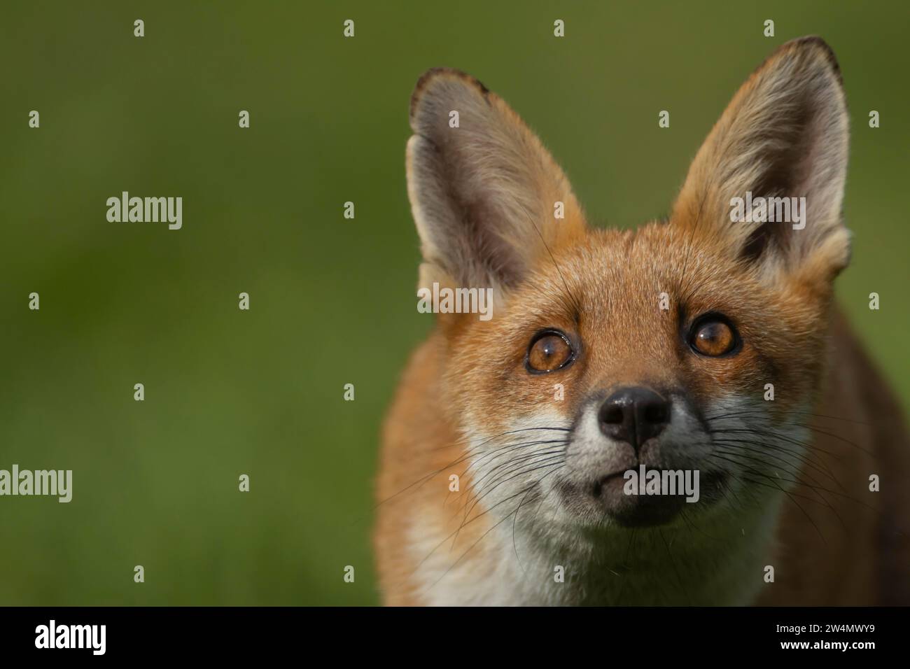 Red fox (Vulpes vulpes) adult animal looking skywards, Essex, England ...