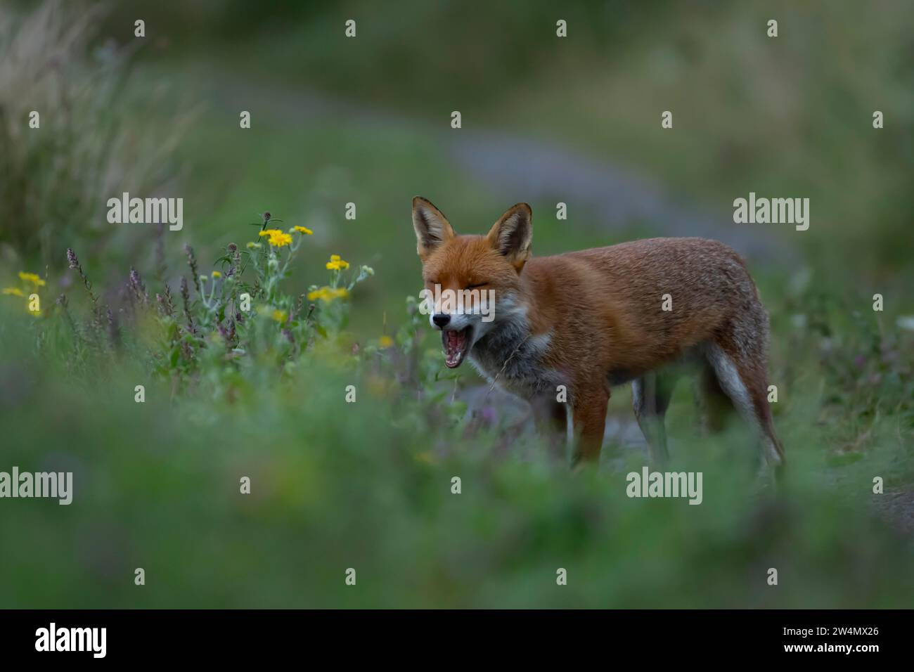 Red fox (Vulpes vulpes) adult animal yawning amongst summer wild ...