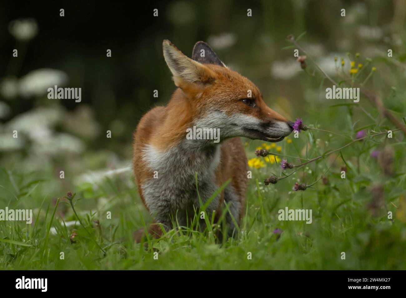 Red fox (Vulpes vulpes) adult animal sniffing a flower amongst summer ...