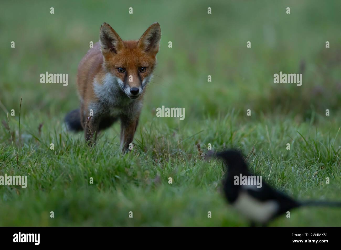 Magpie and red fox hi-res stock photography and images - Alamy