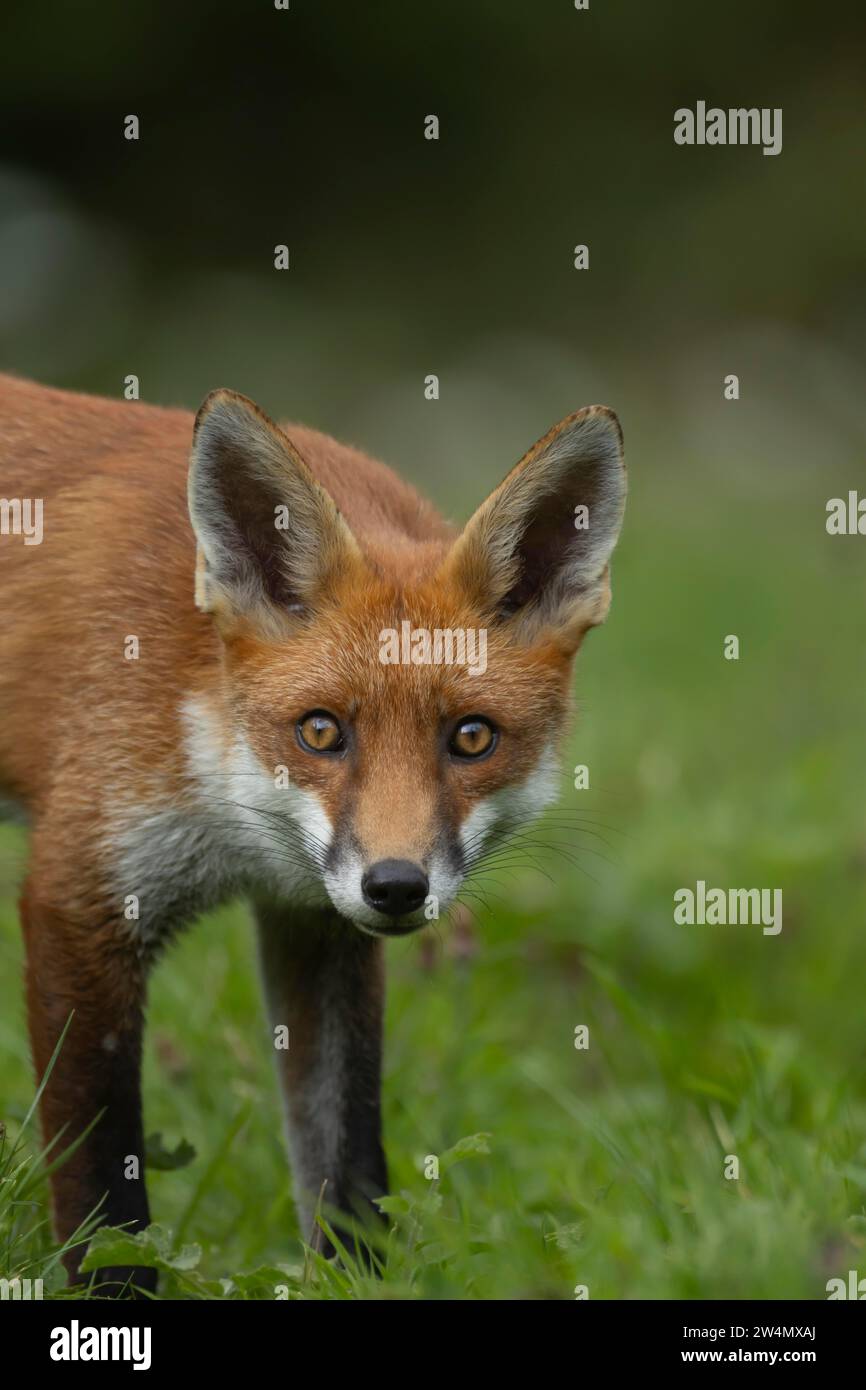 Red fox (Vulpes vulpes) adult animal standing in grassland, Essex ...