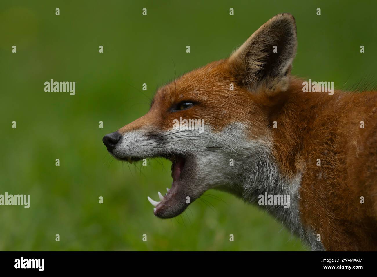 Red fox (Vulpes vulpes) adult animal yawning with its mouth open, Essex ...