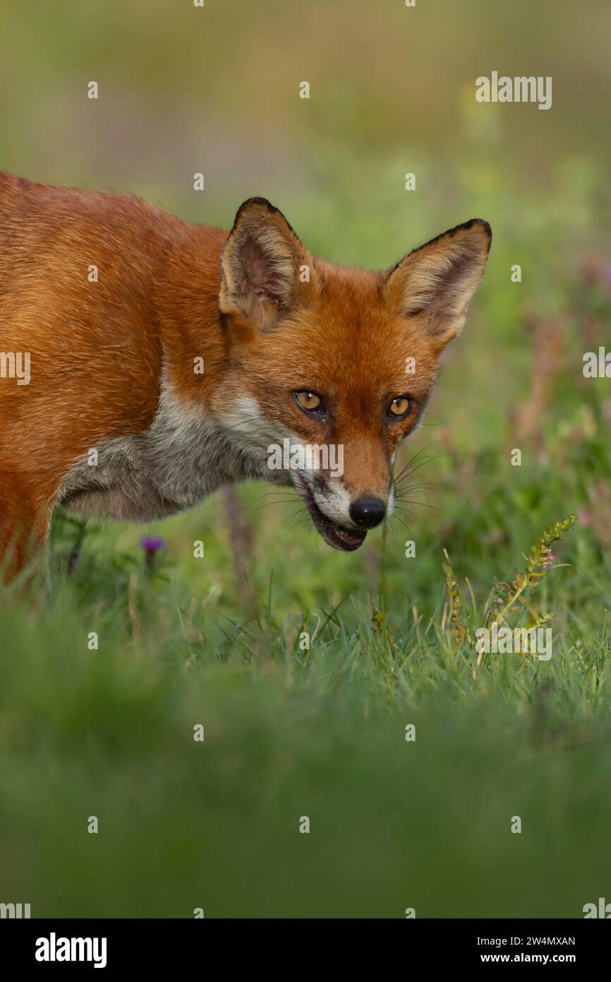 Red fox (Vulpes vulpes) adult animal head portrait, Essex, England, United Kingdom Stock Photo ...