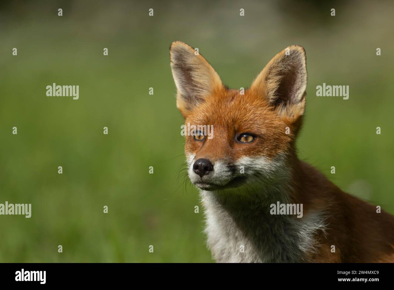 Red fox (Vulpes vulpes) adult animal head portrait, Essex, England, United Kingdom, Europe Stock ...