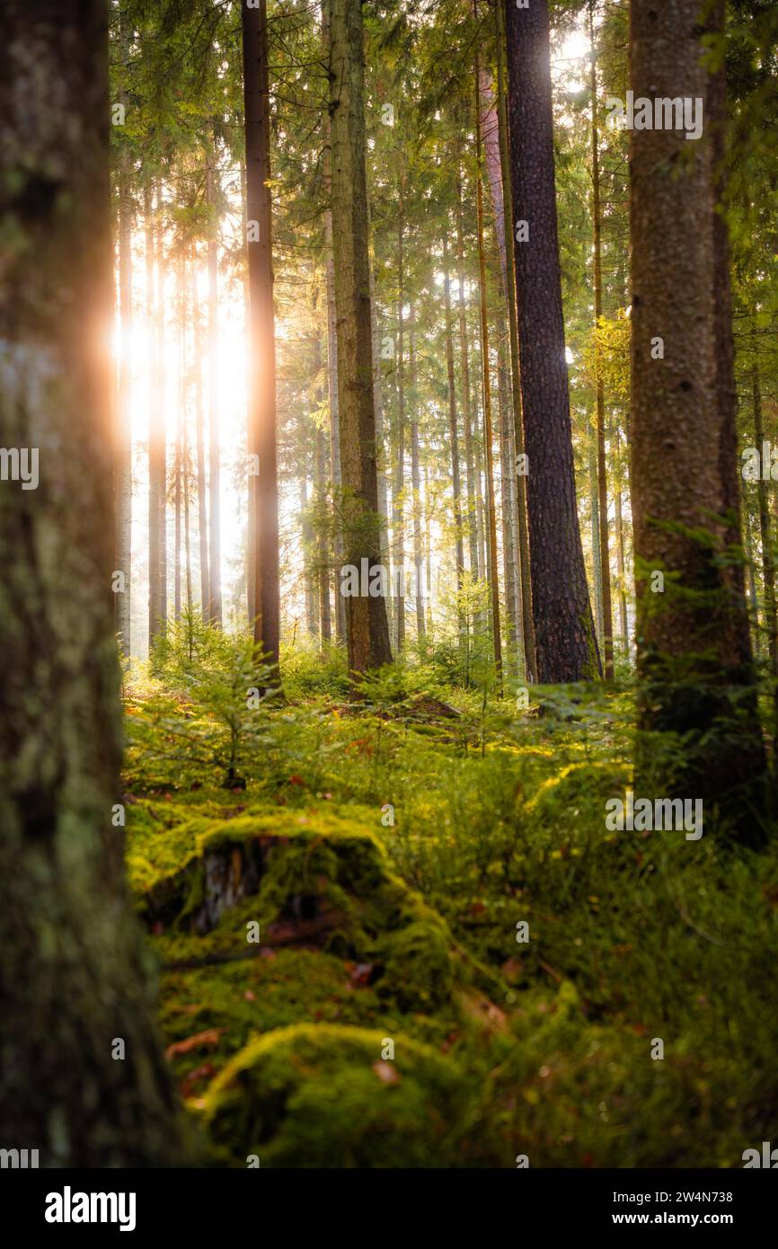 Sun-drenched forest with ferns and tall tree trunks, Calw, Black Forest ...