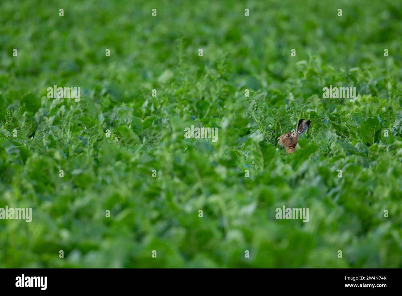 European brown hare (Lepus europaeus) adult animal in a farmland sugar ...