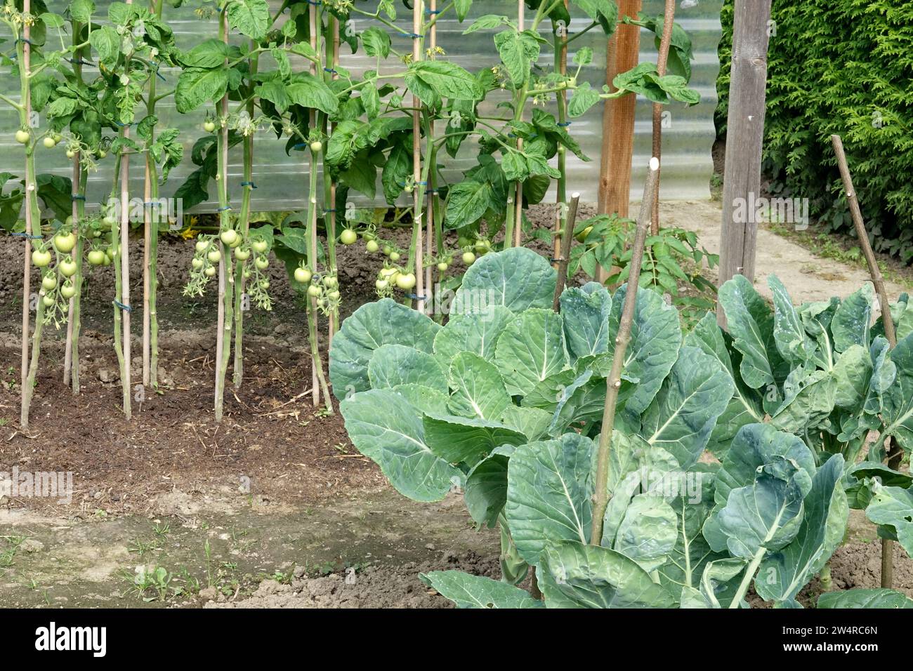 Vegetable garden with unripe tomatoes on vine Stock Photo - Alamy