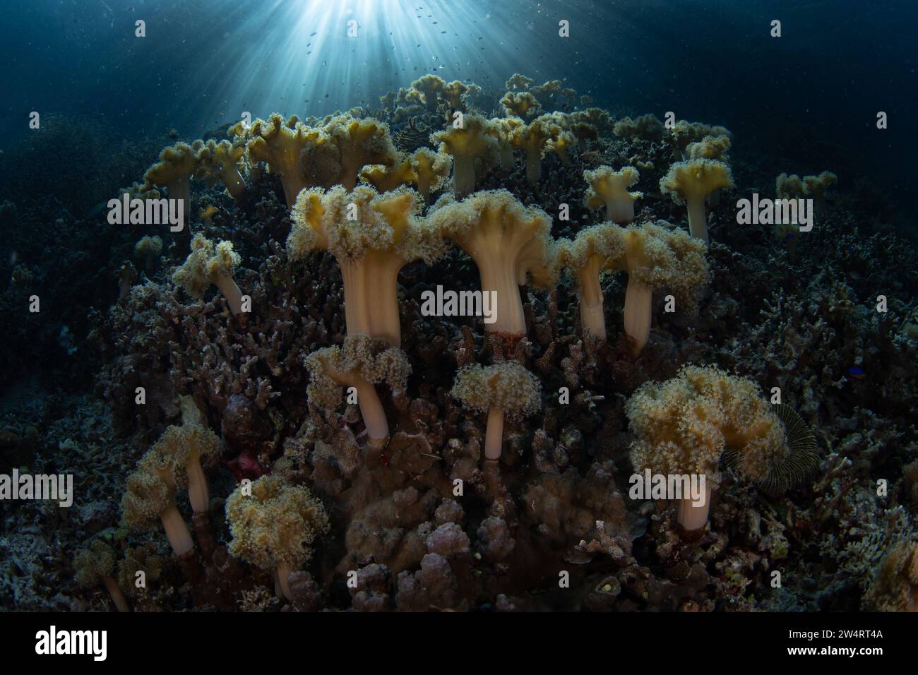 A garden of Sarcophyton soft corals thrives on a shallow coral reef ...