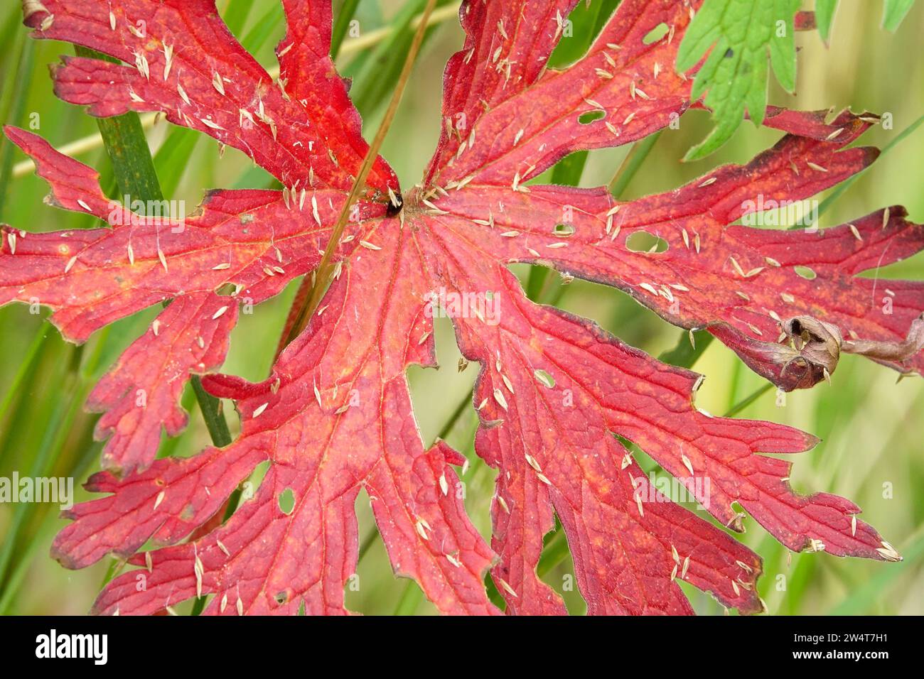 Leaf of plant hi-res stock photography and images - Alamy