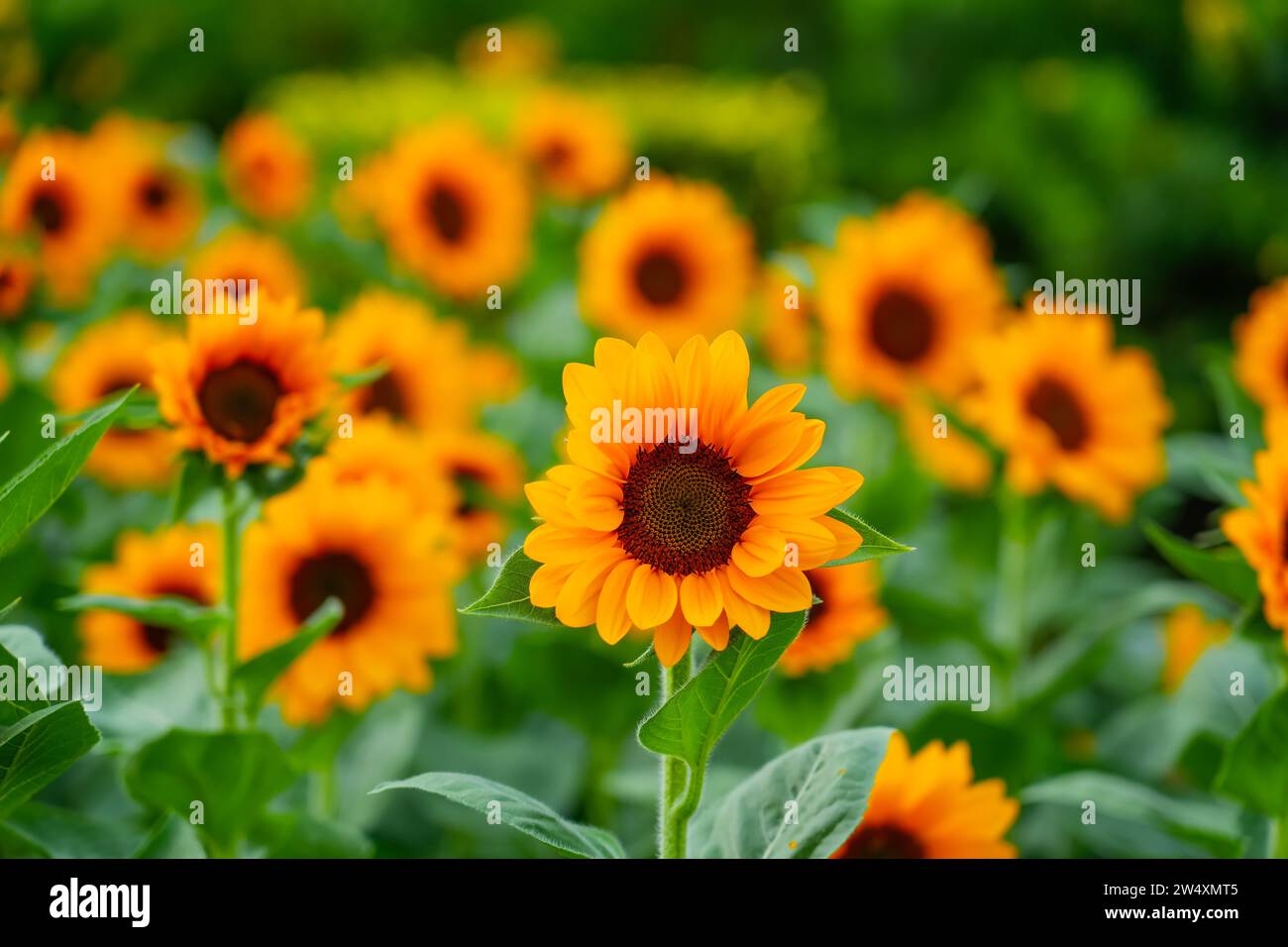 Sunflower inflorescences in fields among green foliage Stock Photo - Alamy