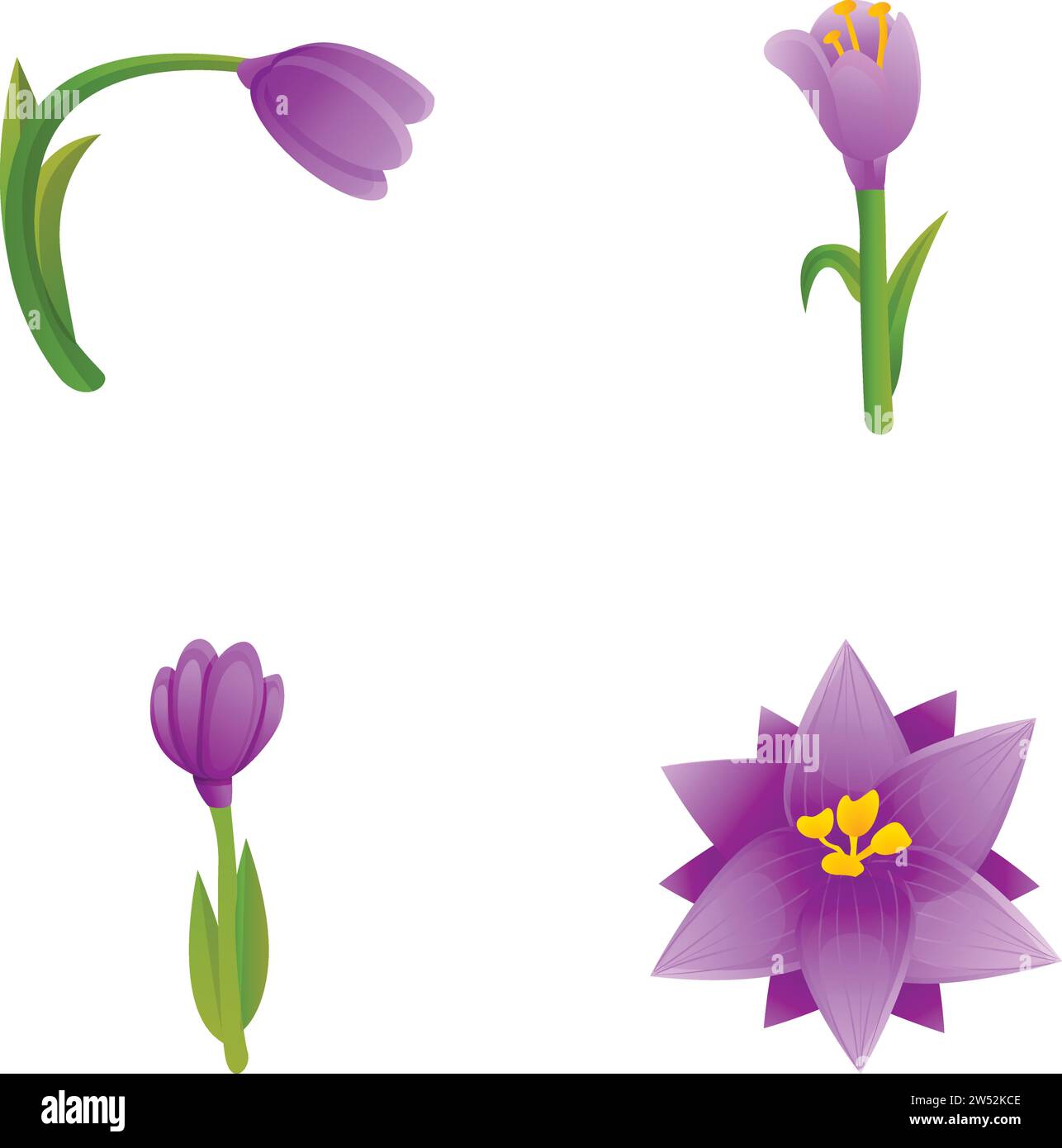 Crocus flower icons set cartoon vector. Bright spring flower. Saffron ...