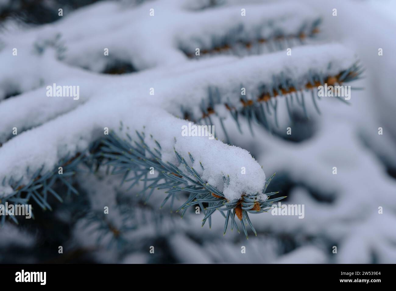 Branches blue spruce are covered with snow Stock Photo - Alamy