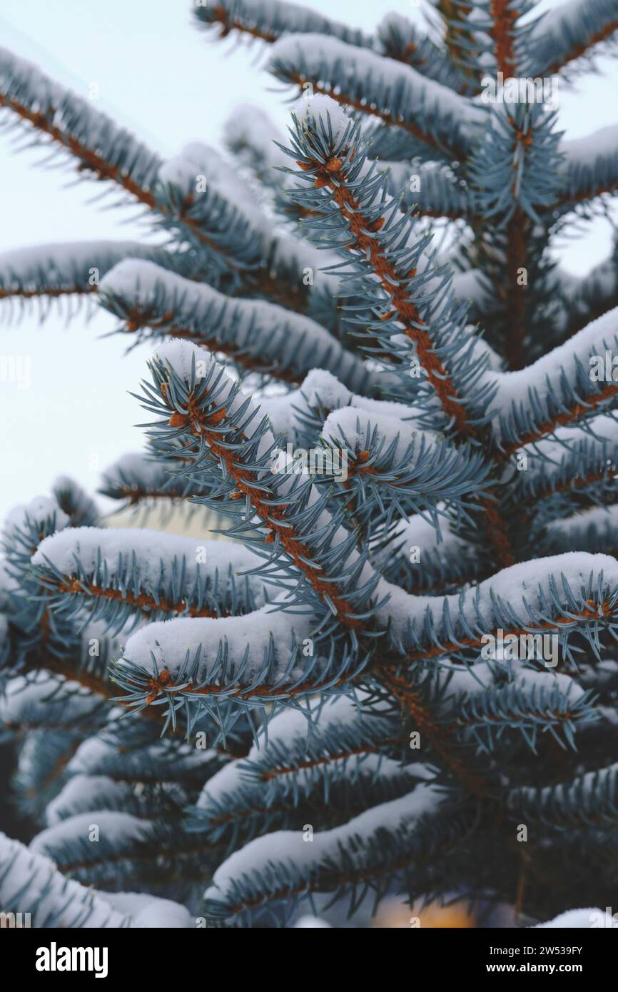 Branches blue spruce are covered with snow Stock Photo - Alamy