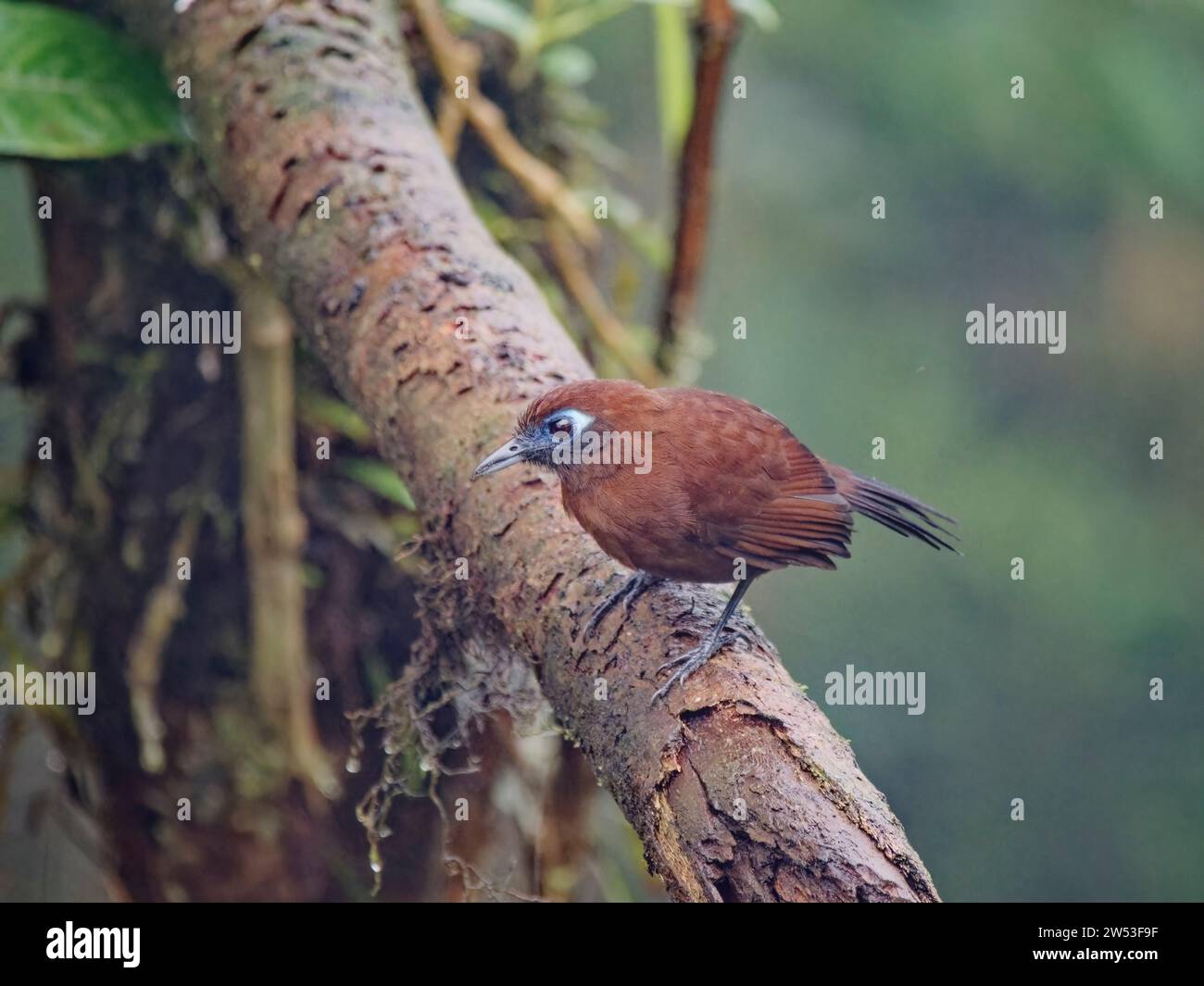 Zeladon's Antbird - female Hafferia zeledoni Ecuador BI037282 Stock ...