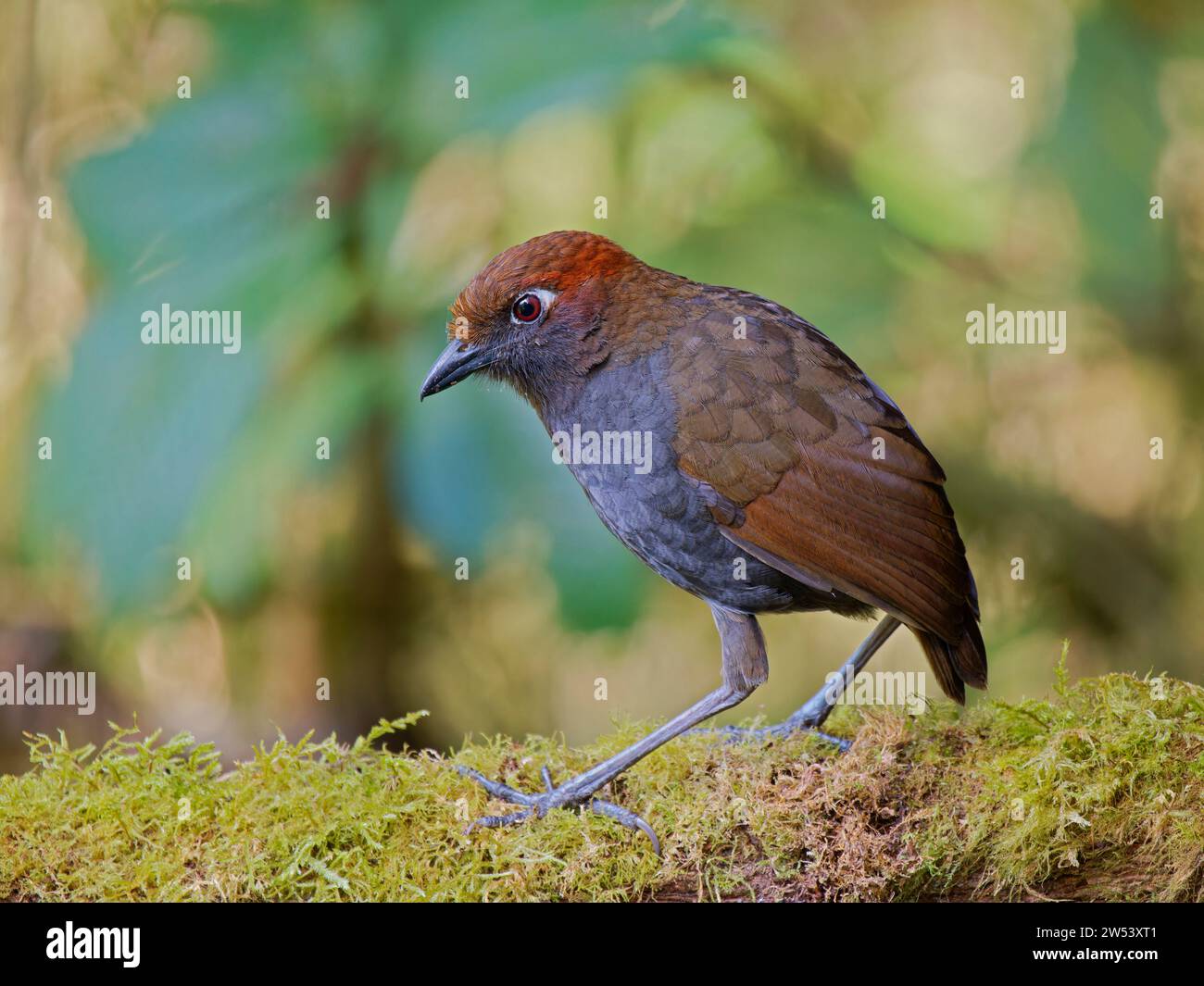 Chestnut Naped Antpitta Grallaria nuchalis Ecuador BI037320 Stock Photo ...