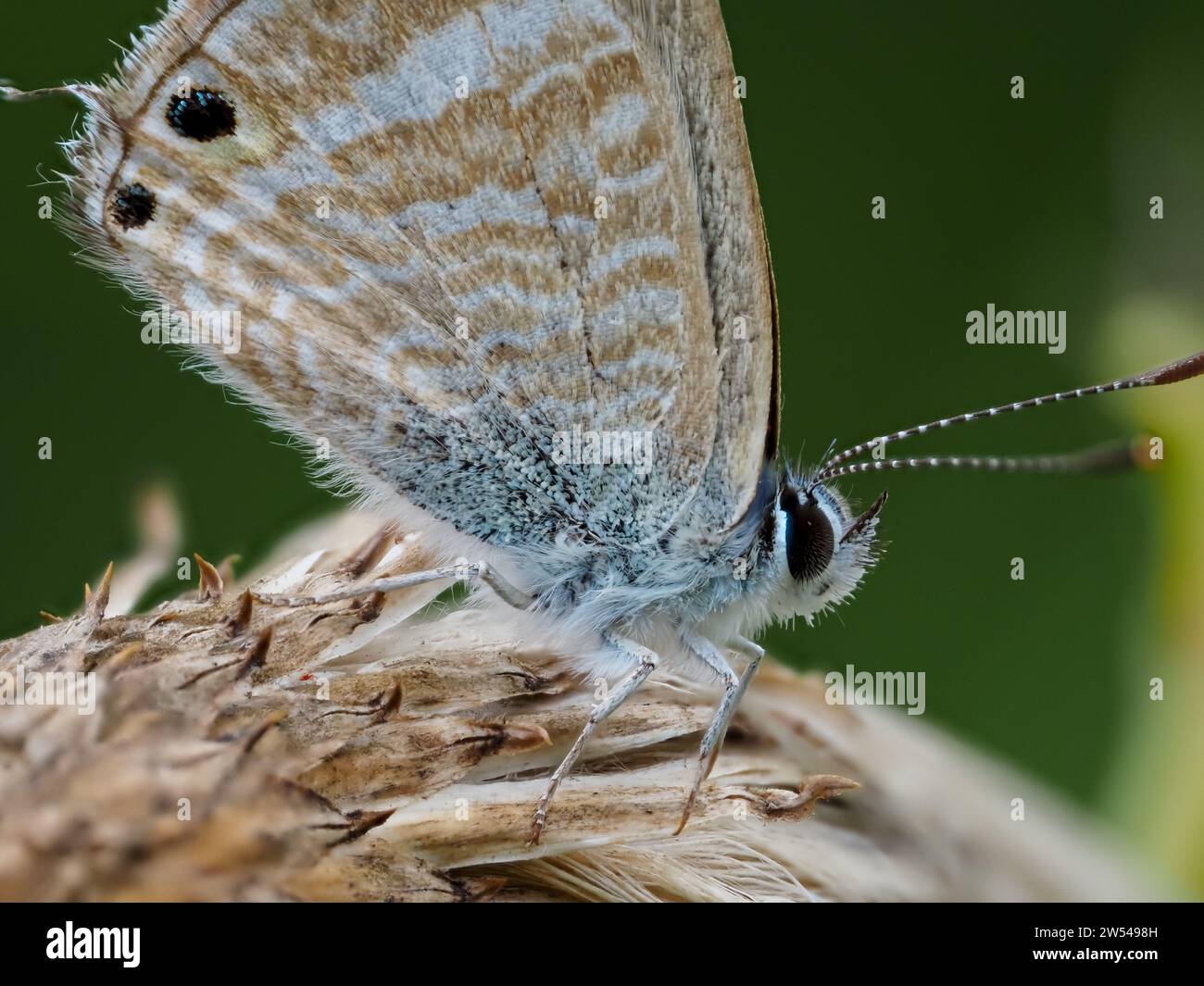 Long-tailed Blue Butterfly With its Wings Closed Stock Photo - Alamy
