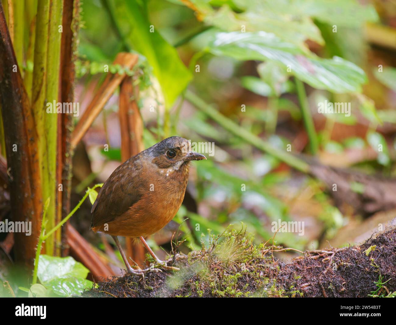 Moustached Antpitta Grallaria alleni Ecuador BI037338 Stock Photo - Alamy