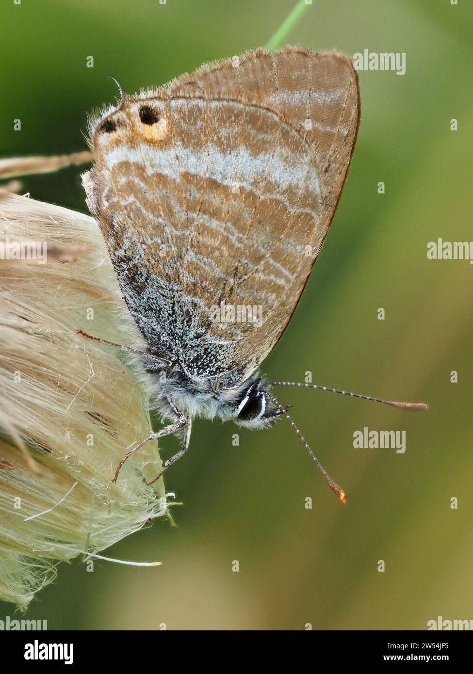 Long-tailed Blue Butterfly With its Wings Closed Stock Photo - Alamy