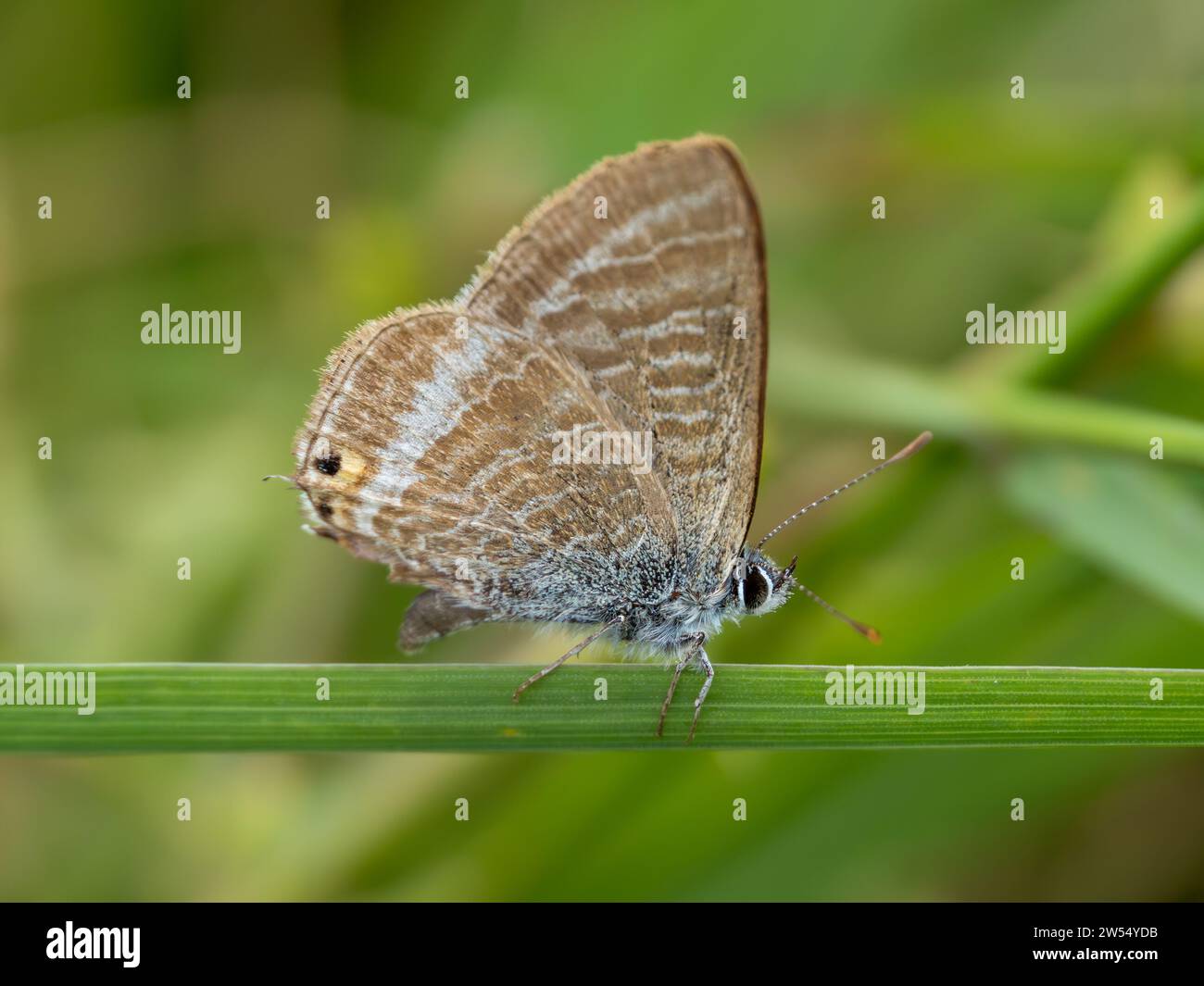 Long-tailed Blue Butterfly With its Wings Closed Stock Photo - Alamy