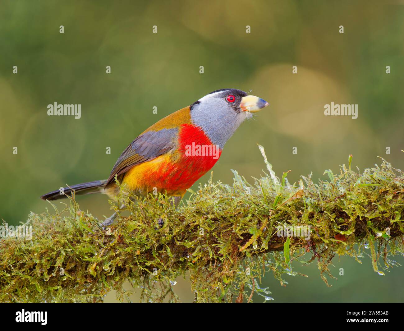 Toucan Barbet Semnornis ramphastinus Ecuador BI037378 Stock Photo - Alamy